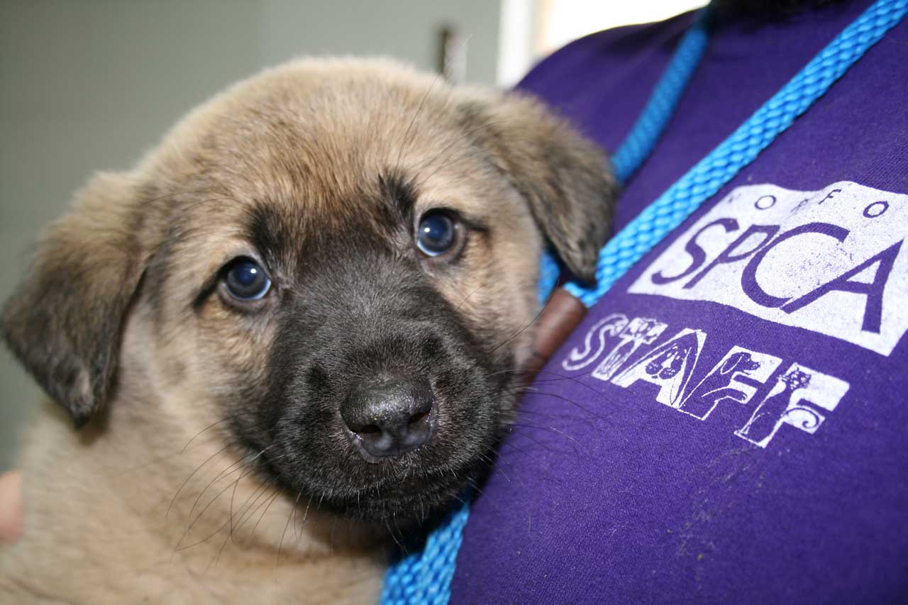 Get Involved | Norfolk SPCA