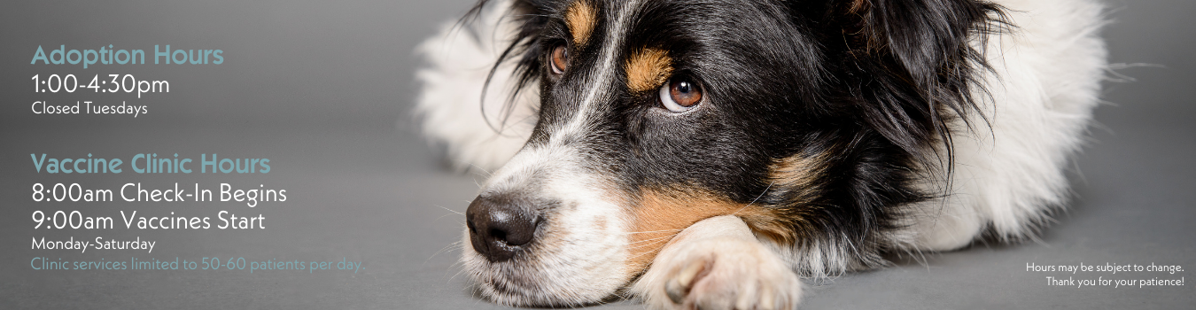Norfolk SPCA | Finding Forever Homes