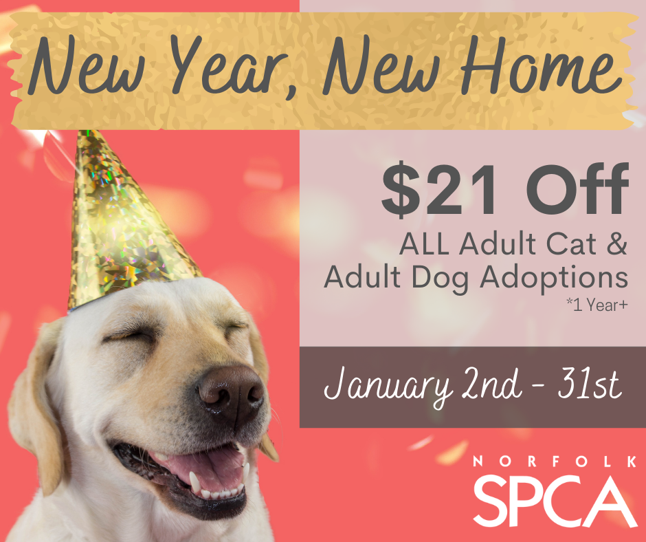 Norfolk SPCA | Finding Forever Homes