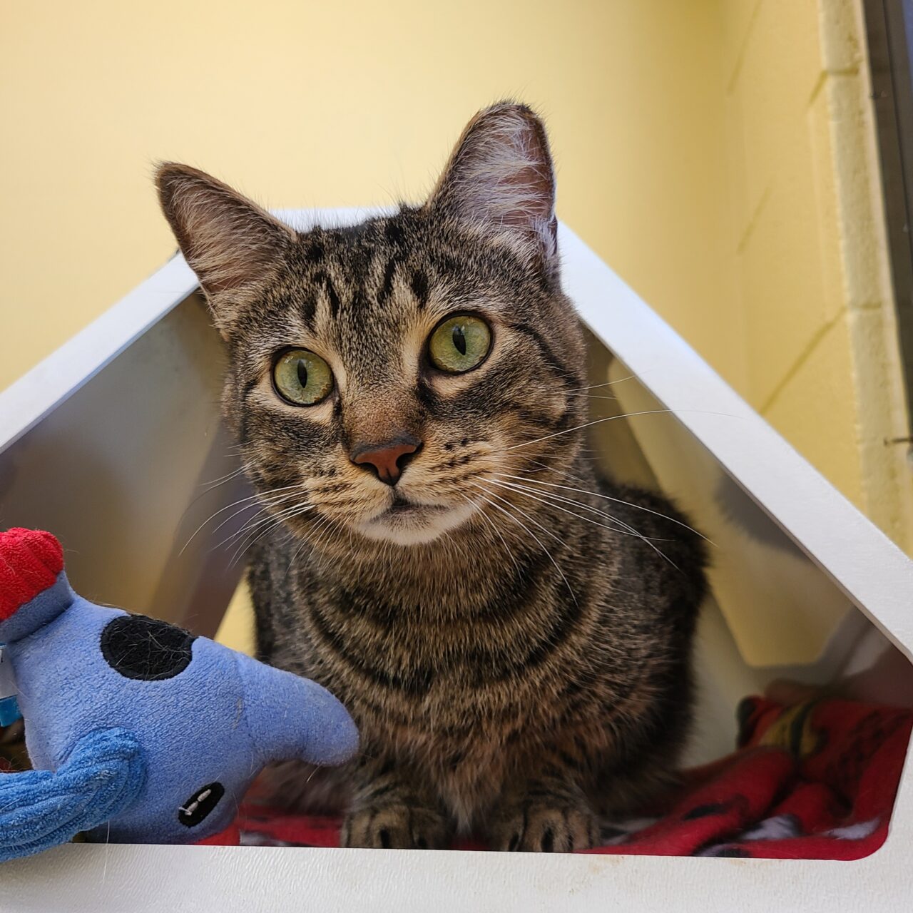 About Us | Norfolk SPCA
