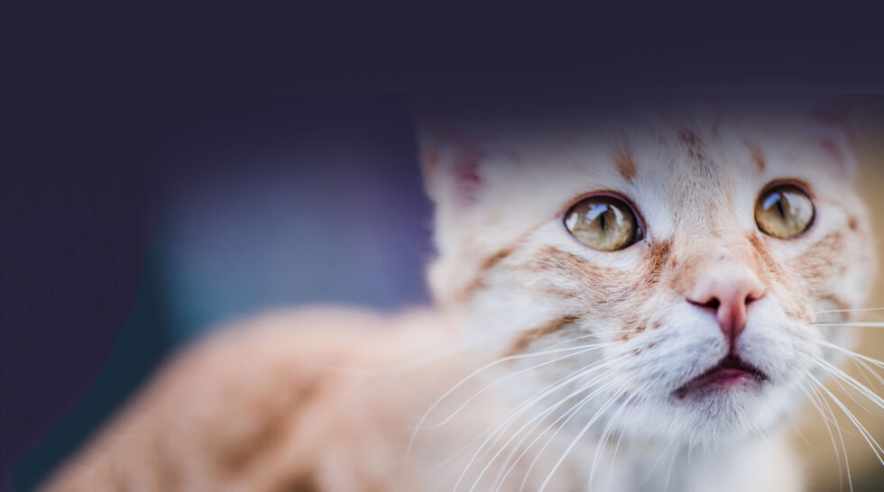 Adoptable Pets | Norfolk SPCA