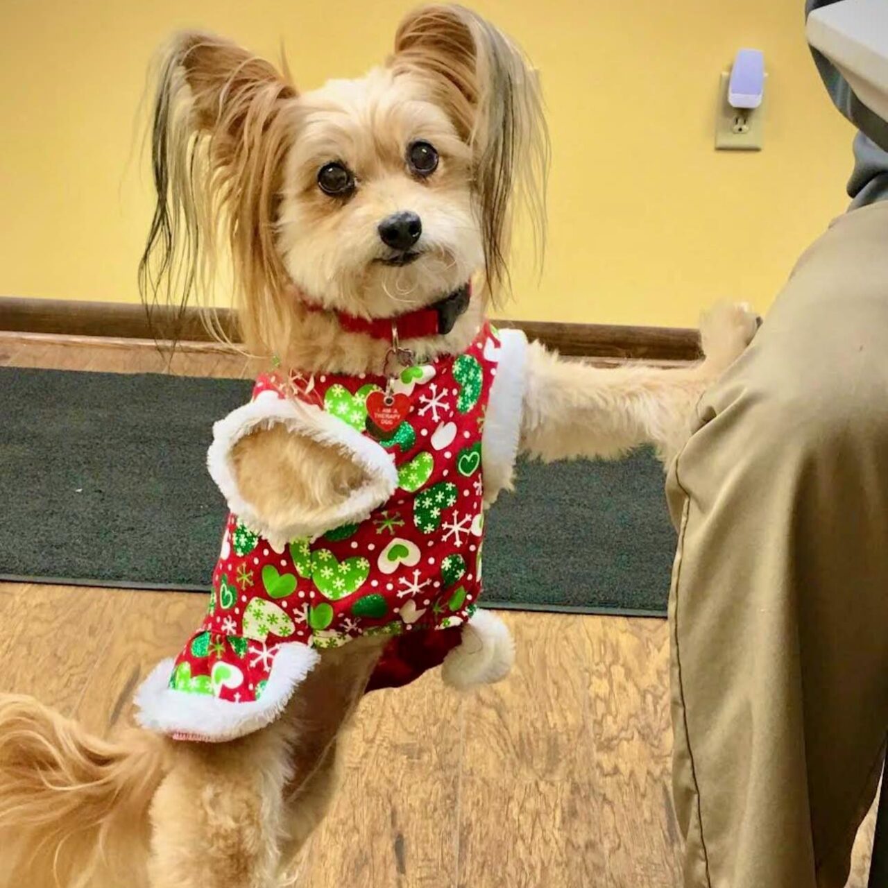 Santa Paws | Norfolk SPCA